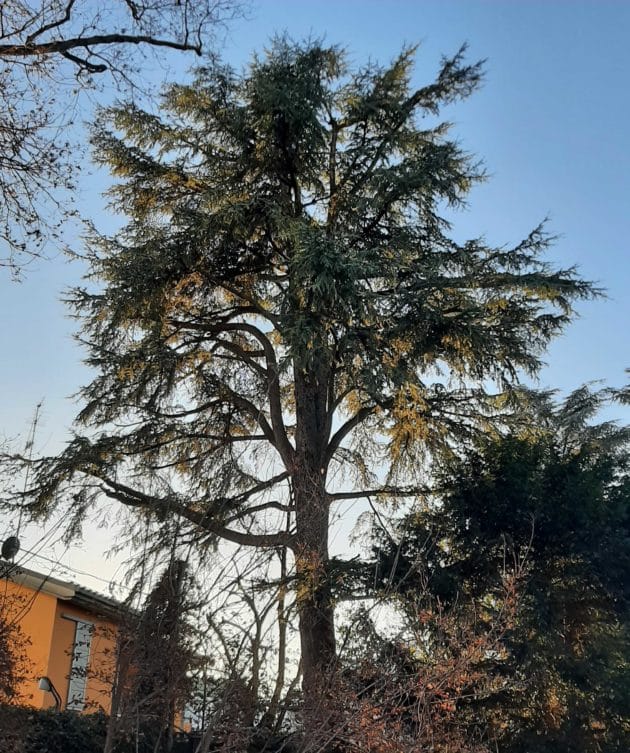 Il grande cedro